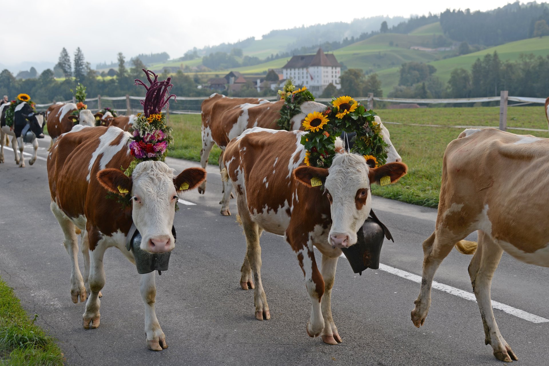 Gemeinde Sumiswald - Film Alpabfahrt 2023